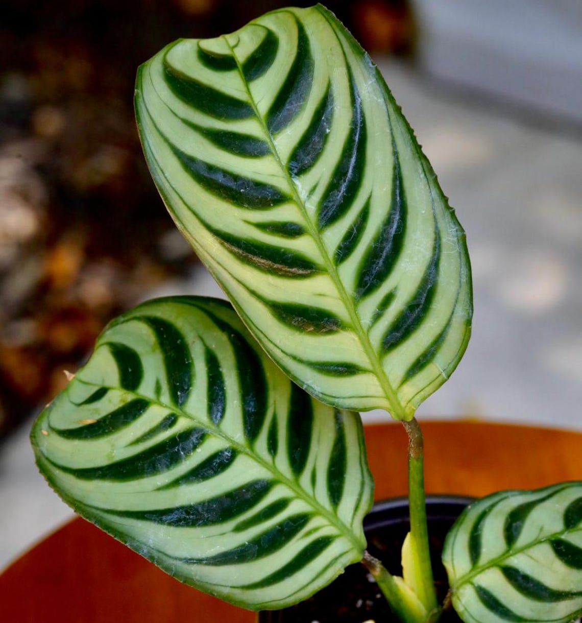 Calathea Burle Marx in a 3" Nursery Pot - Burle Marxii Plant - Indoor ...
