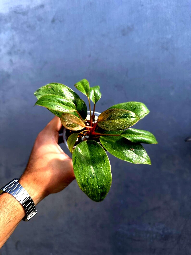 Philodendron Red Congo Variegated Live Plant - Dwarf Red Congo Indoor ...