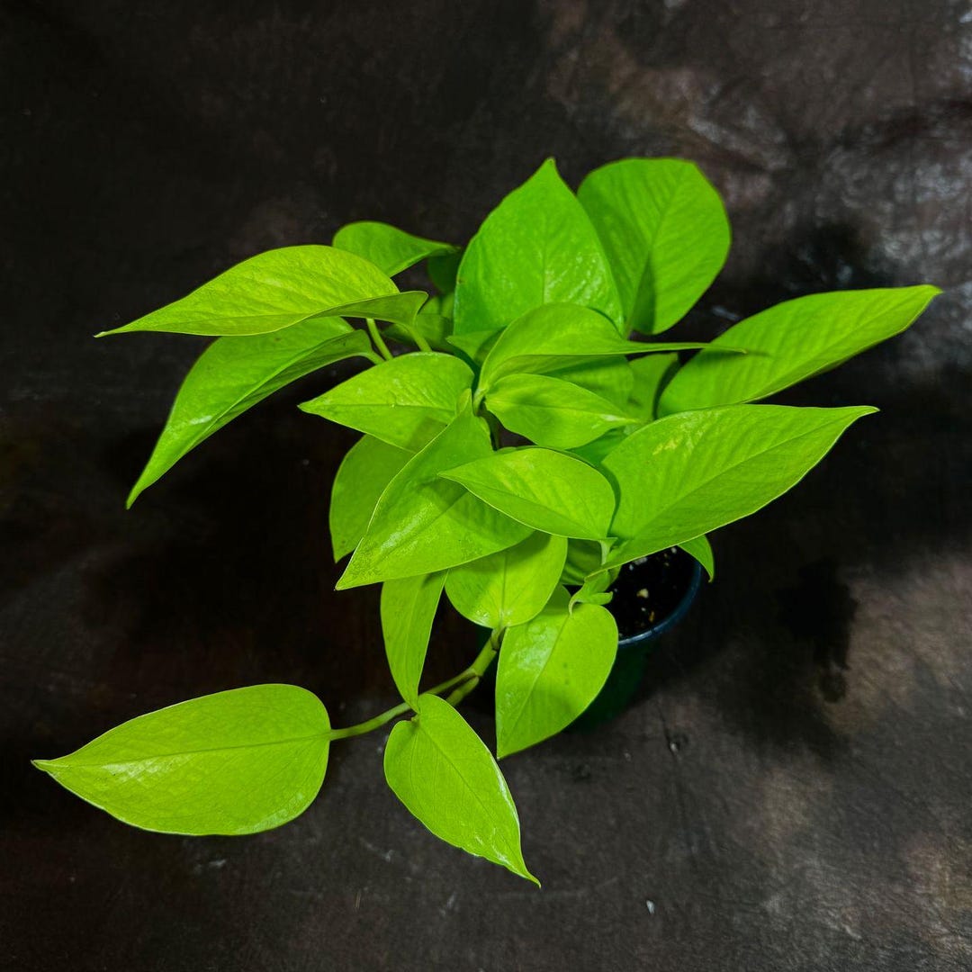 Neon Pothos Indoor Plant in a 4" Nursery Pot - Easy Care Low Light Live ...