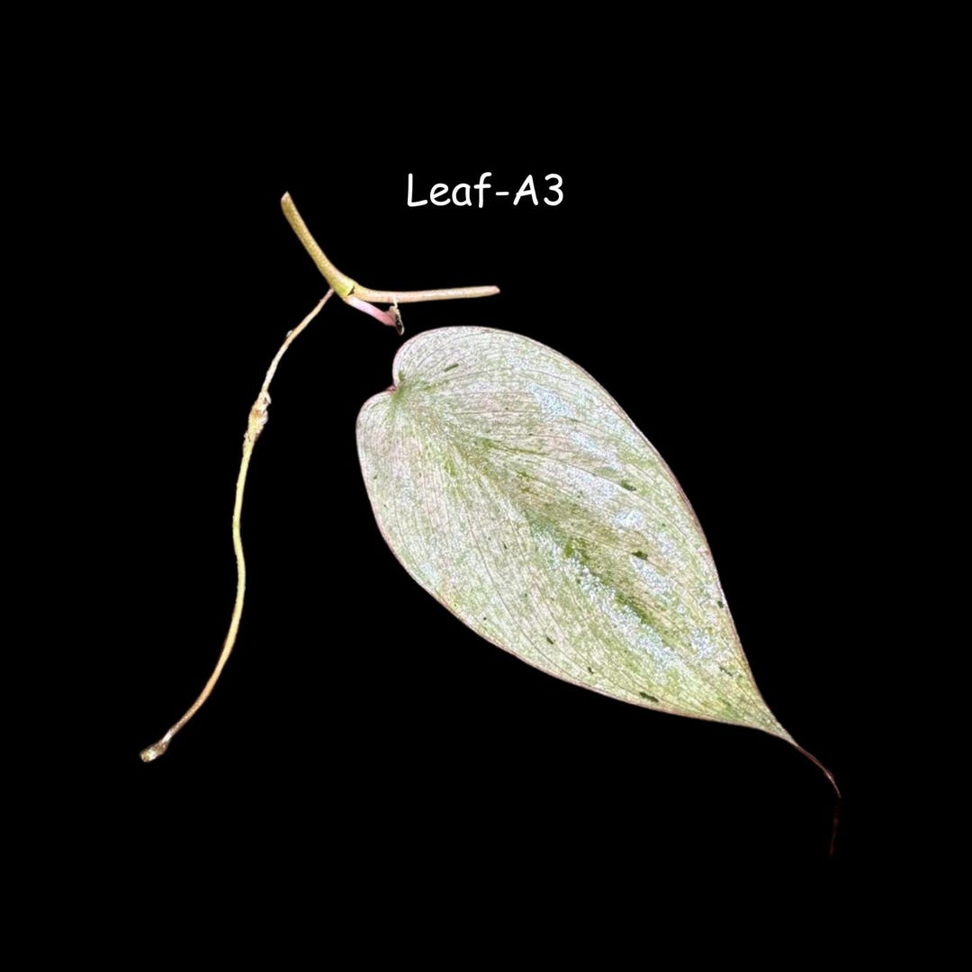 Rare Variegated Philodendron Mican Mint - Variegated Single Leaf ...