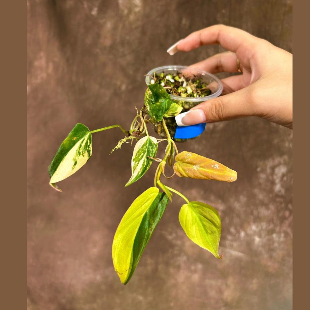 Rare Variegated Philodendron Mican Aurea EXACT Plant - Rare Collector ...
