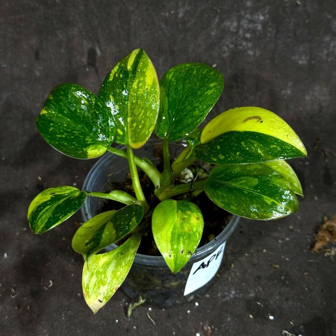 Philodendron Green Congo Nuclear Variegated - Live Large Vibrant Pant ...