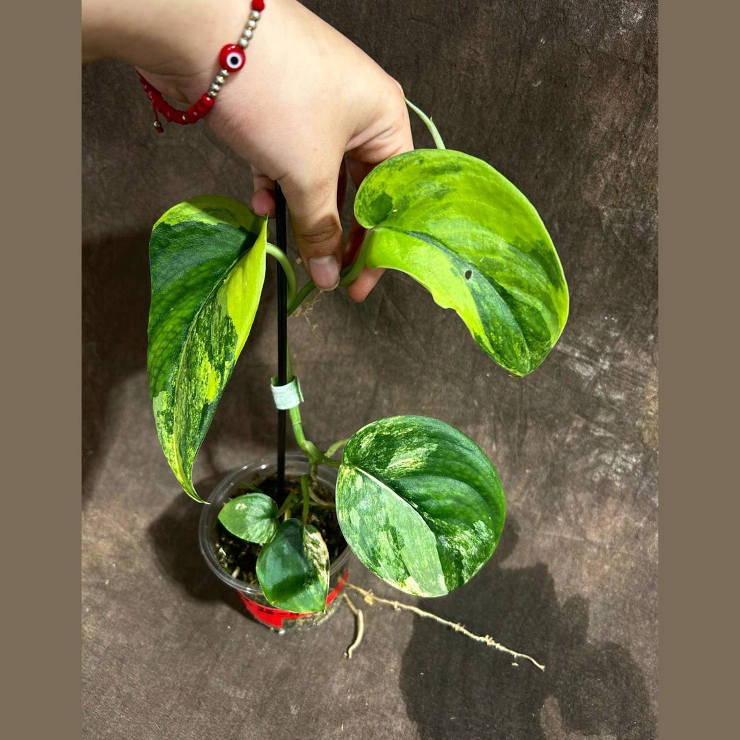 Variegated Scindapsus Pictus 'jade Satin' Plant in a Nursery Pot | Rare ...