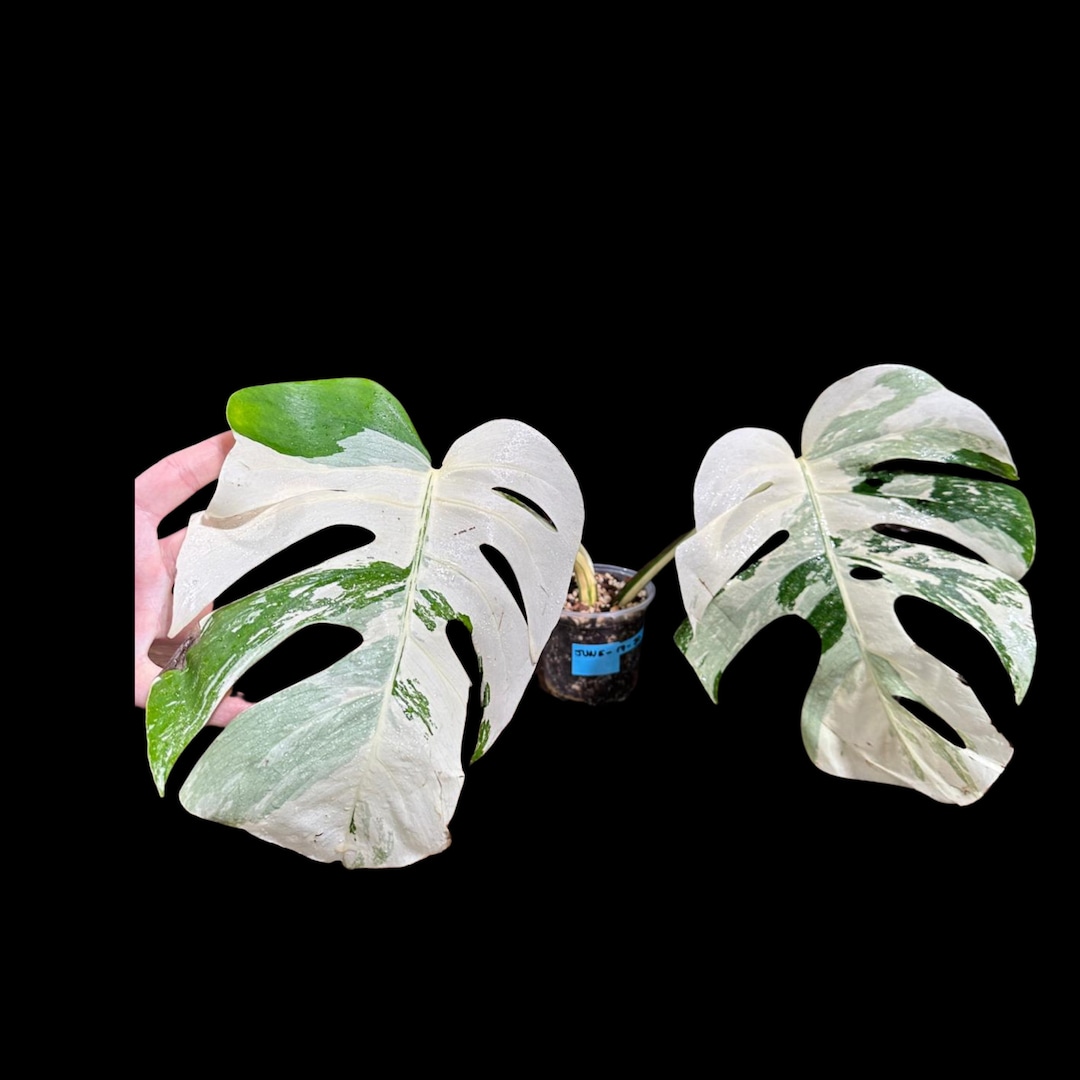 Variegated Monstera Albo Plant Rare Indoor White Monstera Albo ...