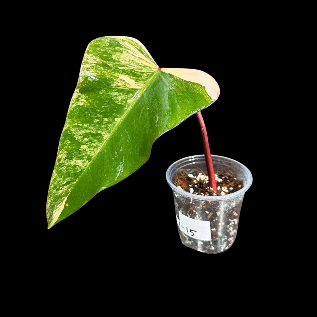 Variegated Philodendron Strawberry Shake in a Nursery Pot Strawberry ...