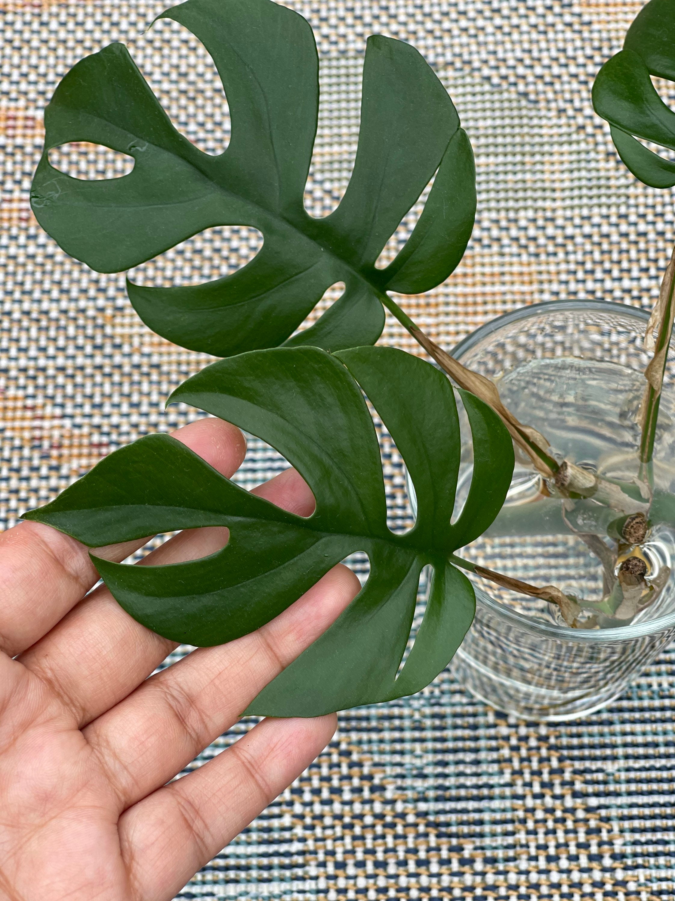 Rare Monstera Minima Rhaphidophora Tetrasperma Mini - Etsy