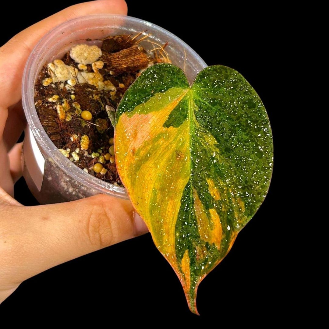 Rare Variegated Philodendron Mican Aurea in a Nursery Pot - Rare ...