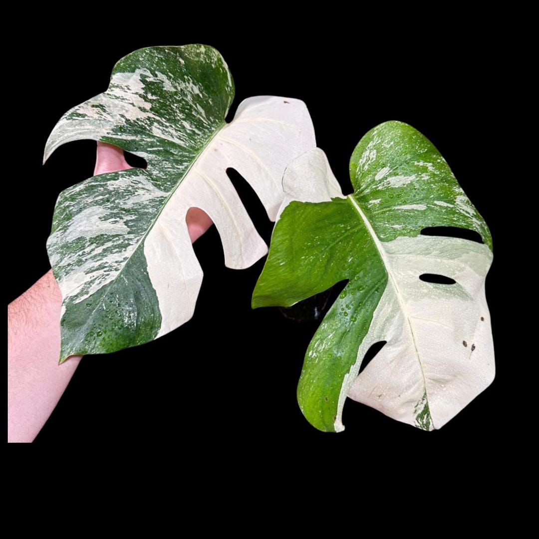 Variegated Monstera Albo Plant - Rare Indoor White Monstera Albo ...