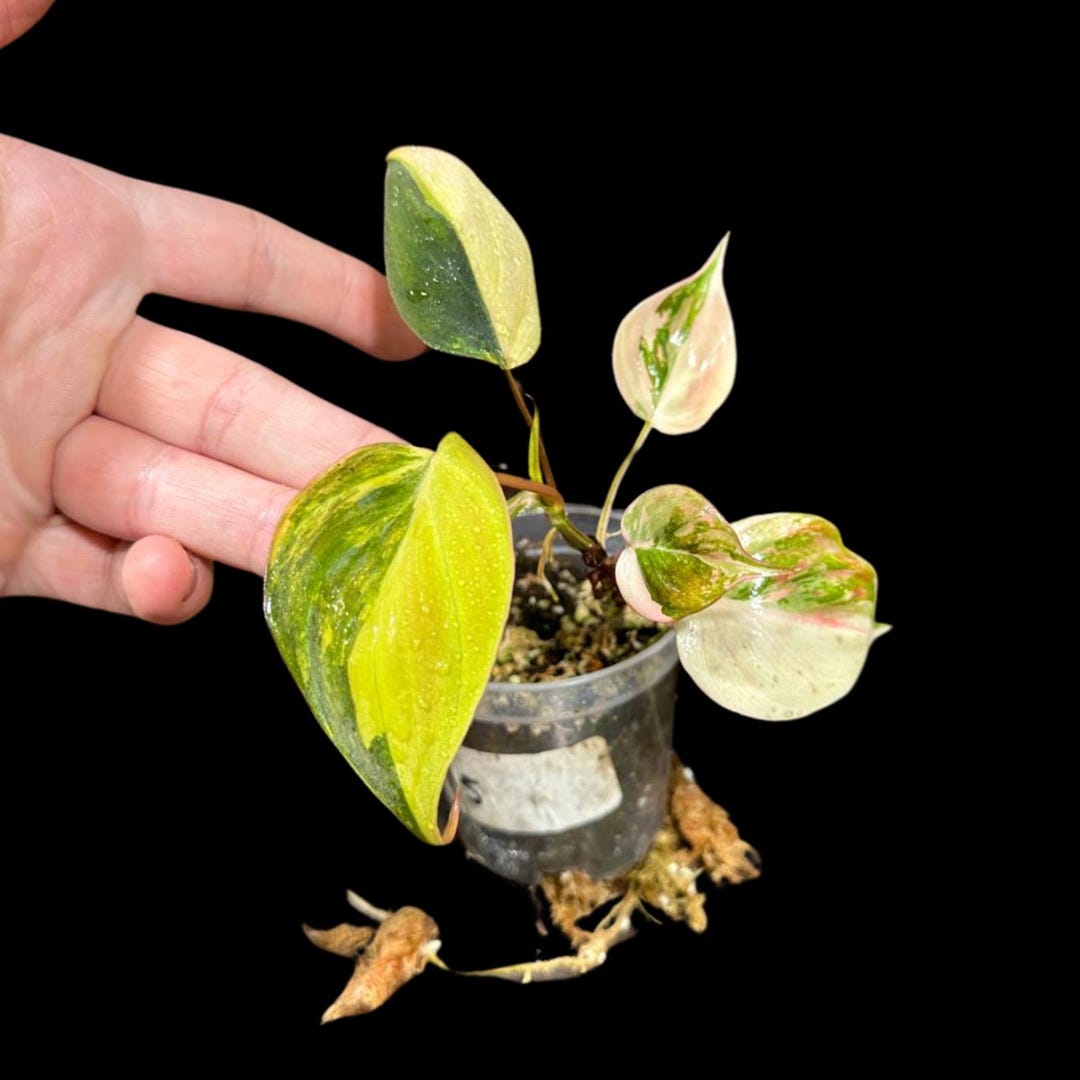 Rare Variegated Philodendron Mican Aurea in a Nursery Pot High ...