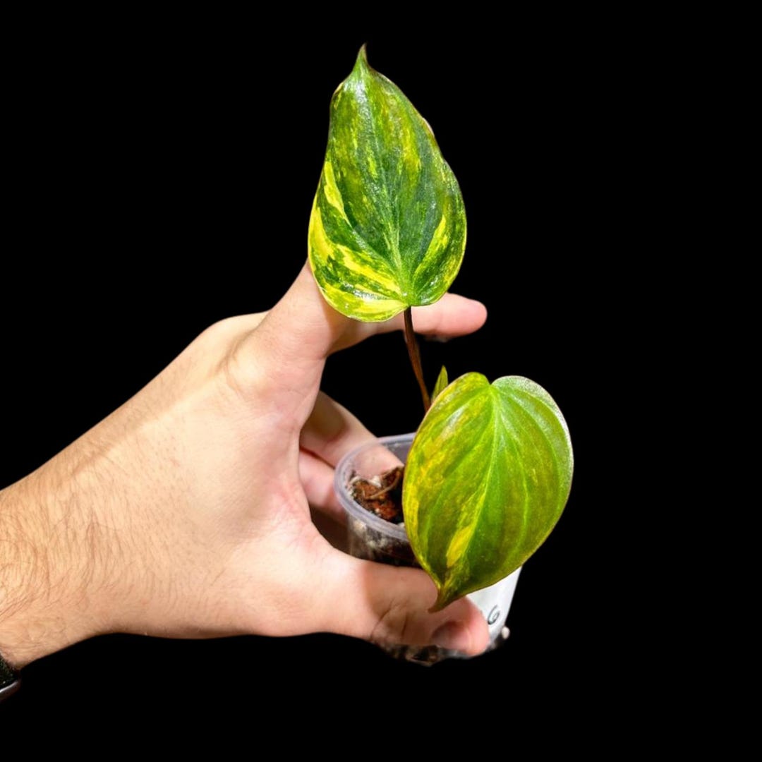 Rare Variegated Philodendron Mican Aurea in a Nursery Pot Variegated ...