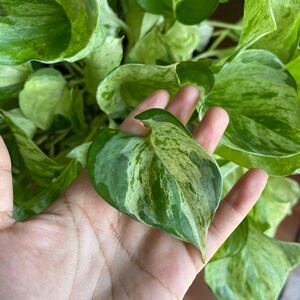 Manjula Pothos - RARE White Varigated Pothos - Manjula Indoor Plant ...