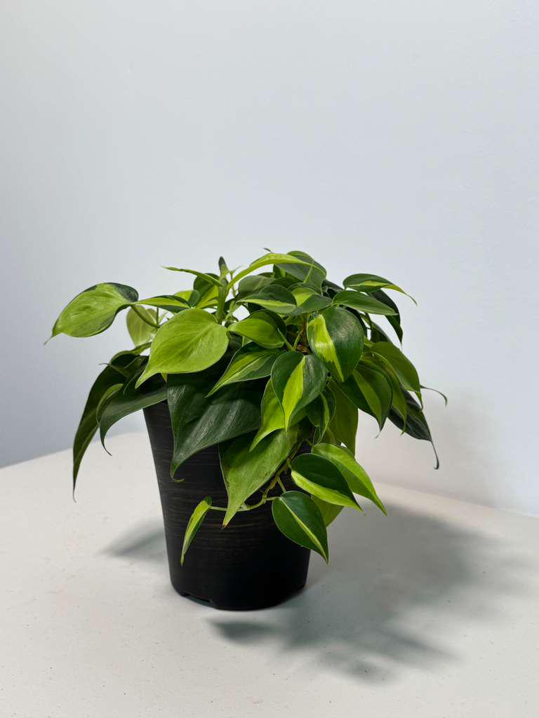 Rare Brazilian Philodendron in 3" Nursery Pot- Philodendron Brazil ...