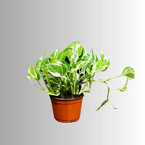 Rare N'joy Pothos in a 4 Nursery Pot White Variegated Indoor Vines Low ...