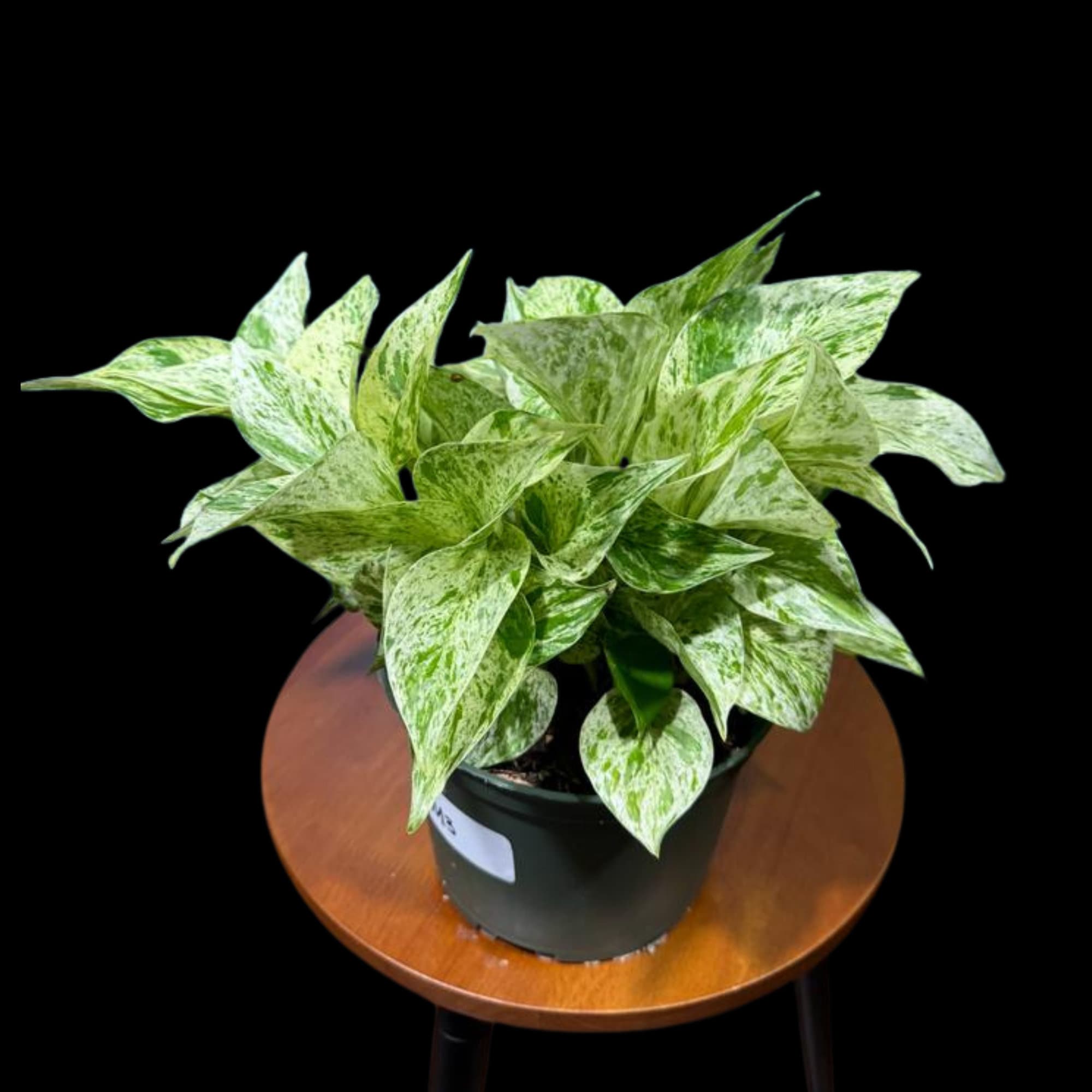 Variegated Snow Queen Pothos in 4" Pot - Epipremnum Aureum 'snow Queen ...