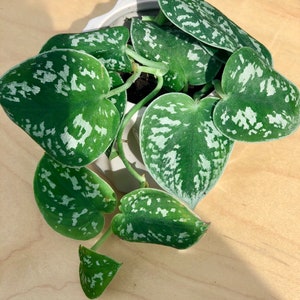 Silver Pothos Cuttings - RARE Silver Satin or Silvery Anne - Easy Care ...