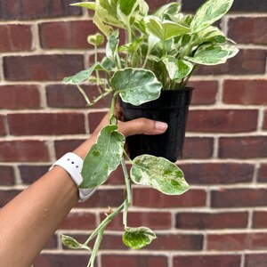 Rare N'joy Pothos in a 4" Pot- White Variegated Indoor Vines - Low ...