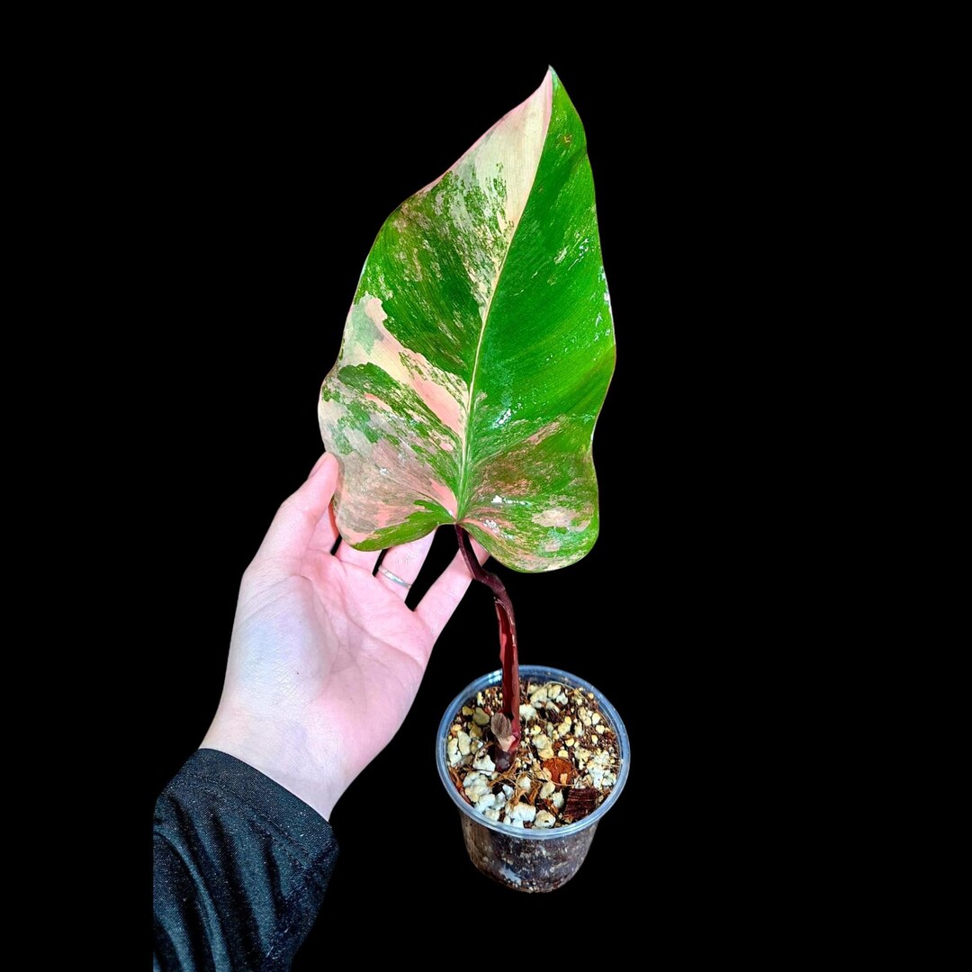 Variegated Philodendron Strawberry Shake in a Nursery Pot - Strawberry ...