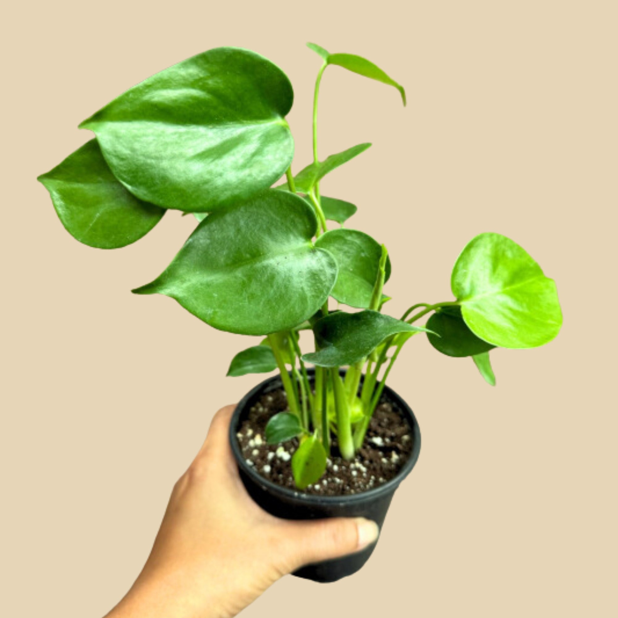 Monstera Deliciousa in a Nursery Pot, Easy Care Indoor Plant, Low Light ...