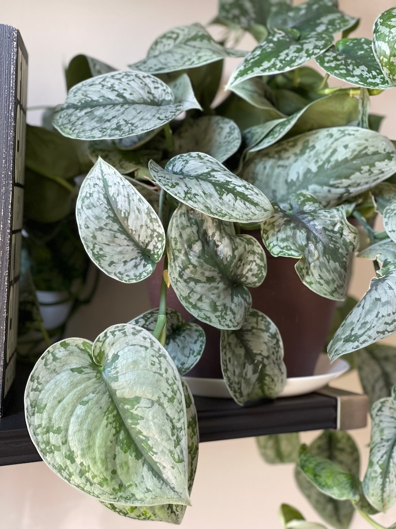 Scindapsus Silver Exotica RARE Indoor Vining Plant Easy Care - Etsy