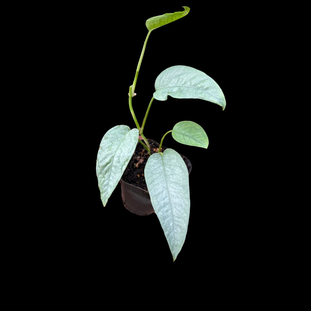 Epipremnum Pinnatum 'cebu Blue' Pothos | Cebu Blue Plant in 2" Nursery ...