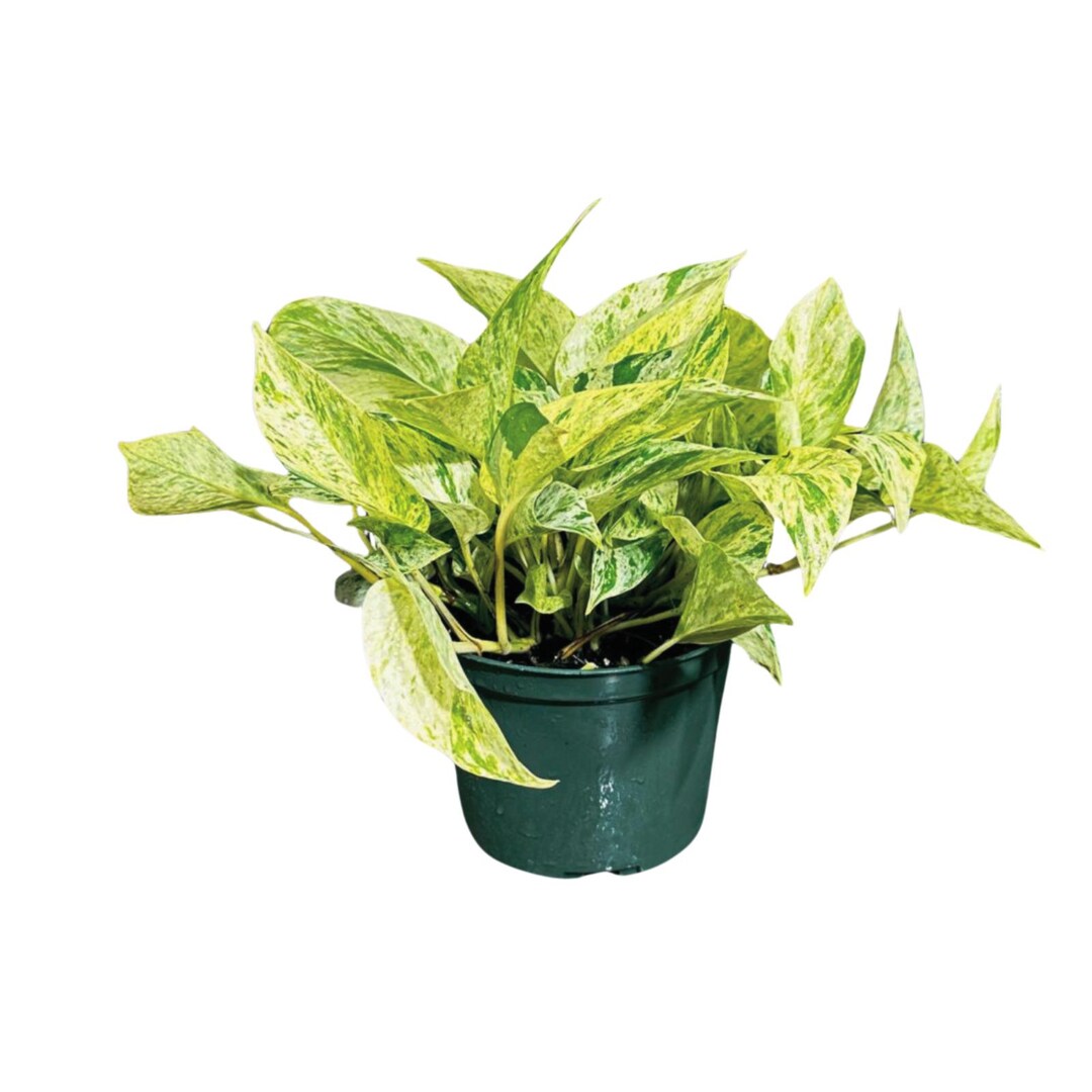 Variegated Snow Queen Pothos in a 4" Nursery Pot - Epipremnum Aureum ...