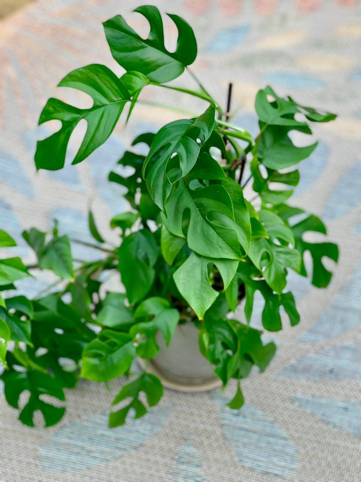 Rare Monstera Minima Rhaphidophora Tetrasperma Mini | Etsy