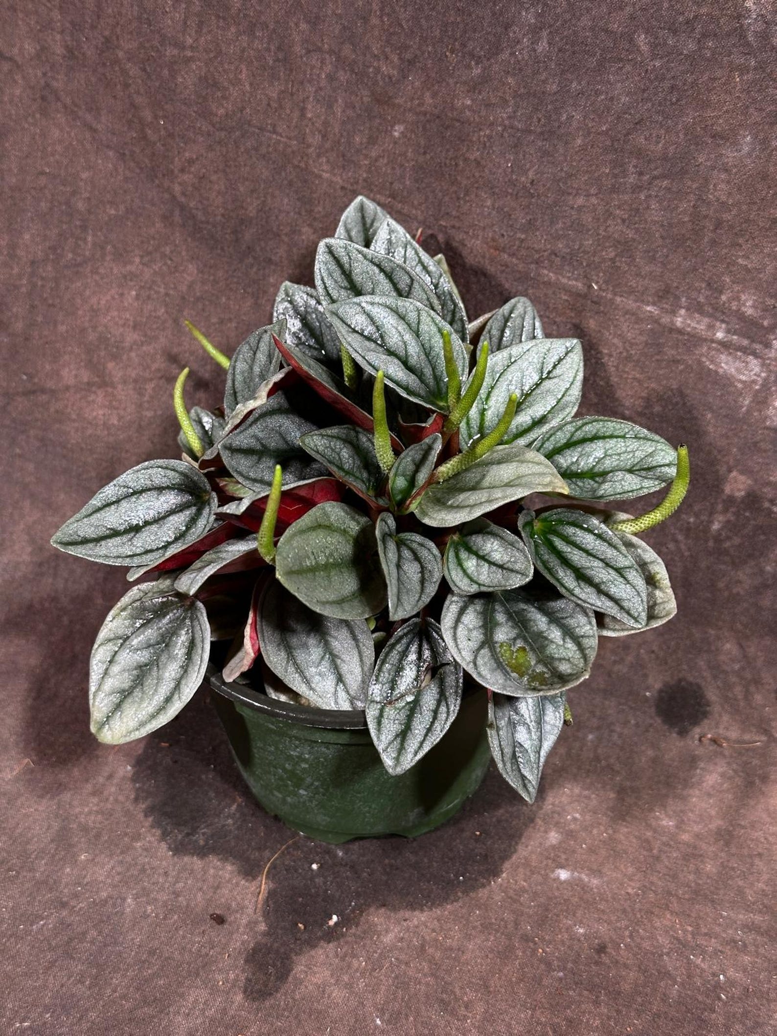 Peperomia Pearl Plant in 4” Pot – Live Rare Houseplant With Variegated ...