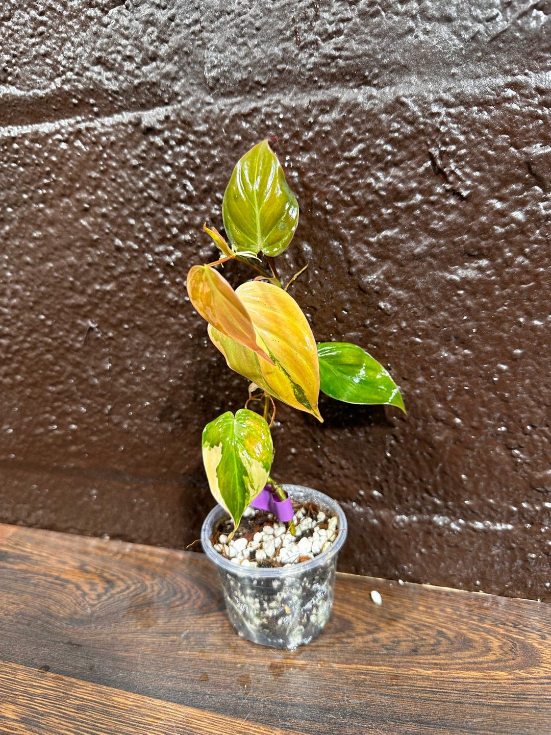 Rare Variegated Philodendron Mican Aurea in a Nursery Pot High ...