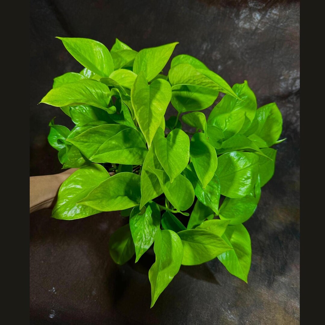 Neon Pothos Indoor Plant in a 6" Nursery Pot - Easy Care Low Light Live ...