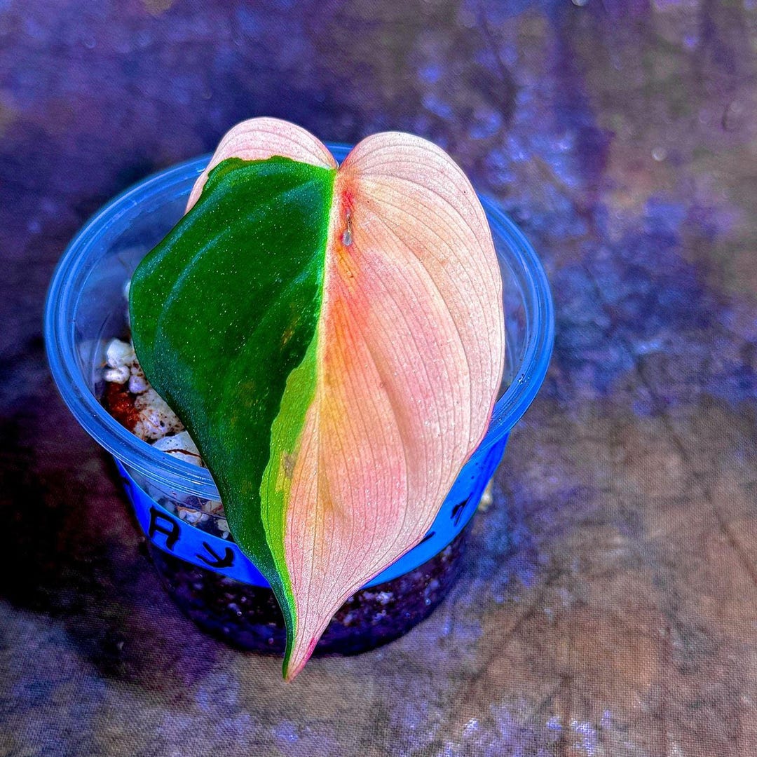 Rare Variegated Philodendron Mican Aurea in a Nursery Pot - Rare ...