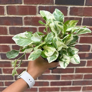 Rare N'joy Pothos in a 4" Pot- White Variegated Indoor Vines - Low ...