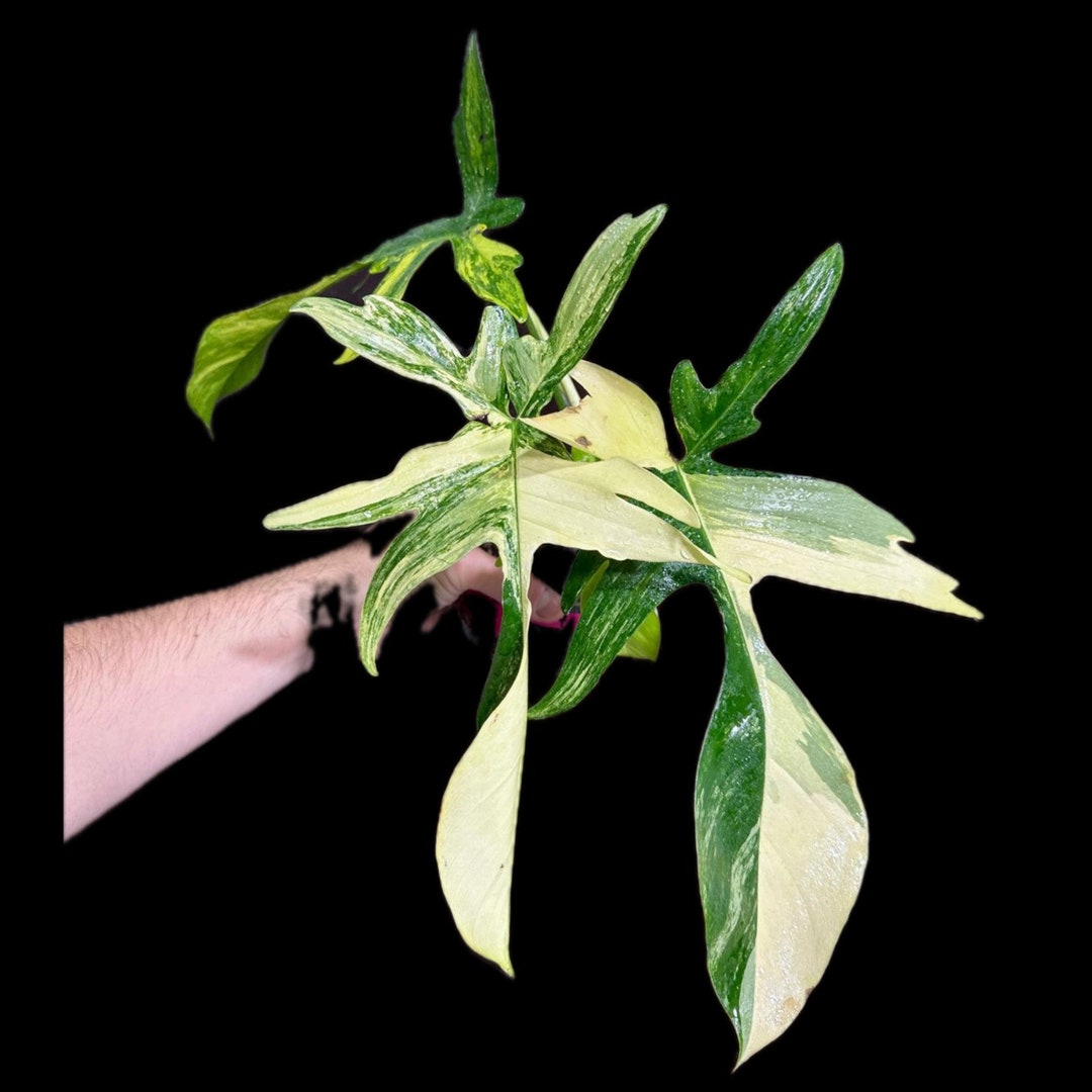 Variegated Philodendron Florida Beauty in a Nursery Pot - Extremely ...