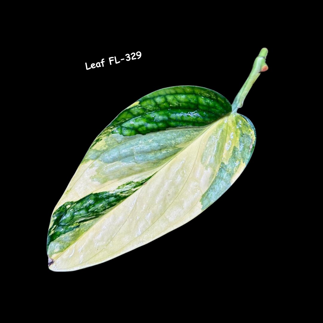 Variegated Monstera Peru Cuttings - Monstera Karstenianum Peru ...