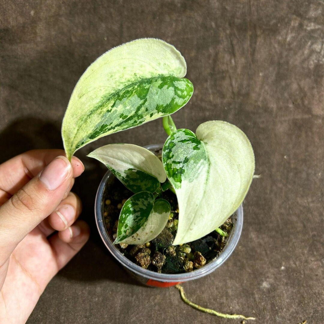 Variegated Scindapsus Pictus 'jade Satin' Plant in a Nursery Pot | Rare ...