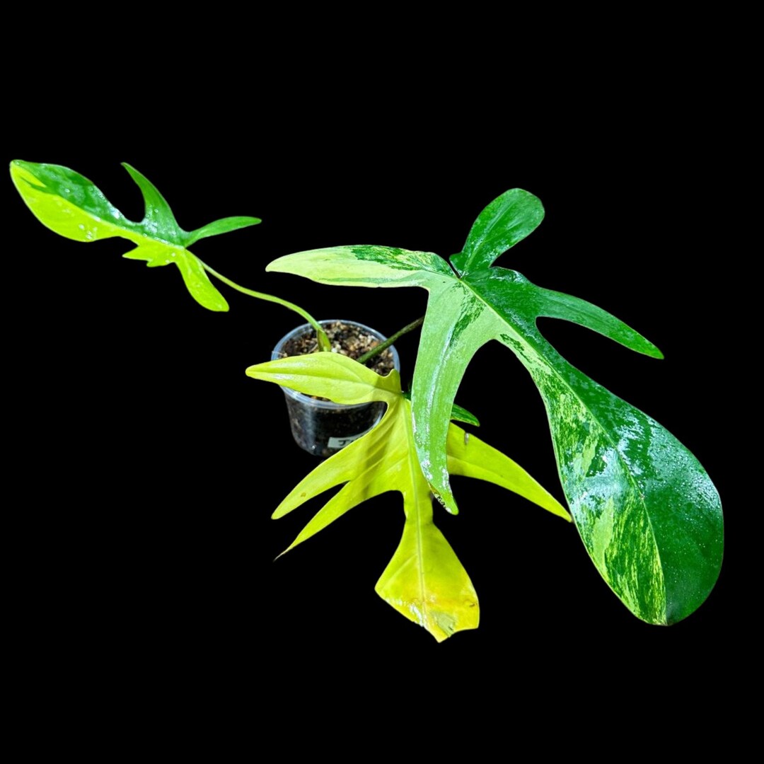 Variegated Philodendron Florida Beauty in a Nursery Pot Extremely Rare ...