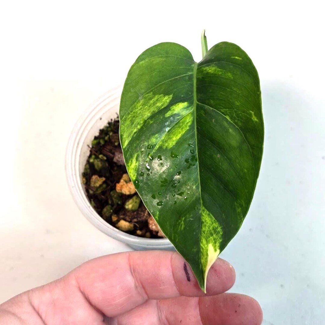 Variegated Epipremnum Yellow Flame - Rare Exact Golden Flame Pinnatum ...
