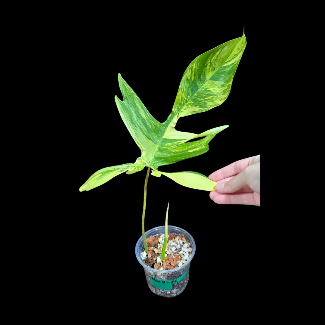 Variegated Philodendron Florida Beauty in a Nursery Pot Extremely Rare ...