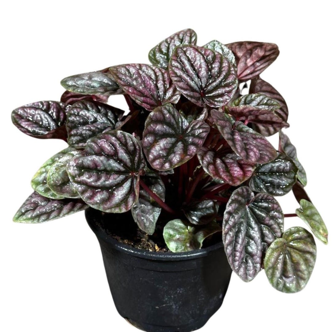 Peperomia Caperata Red Luna in 4" Pot Live Plant- 'emerald Ripple ...
