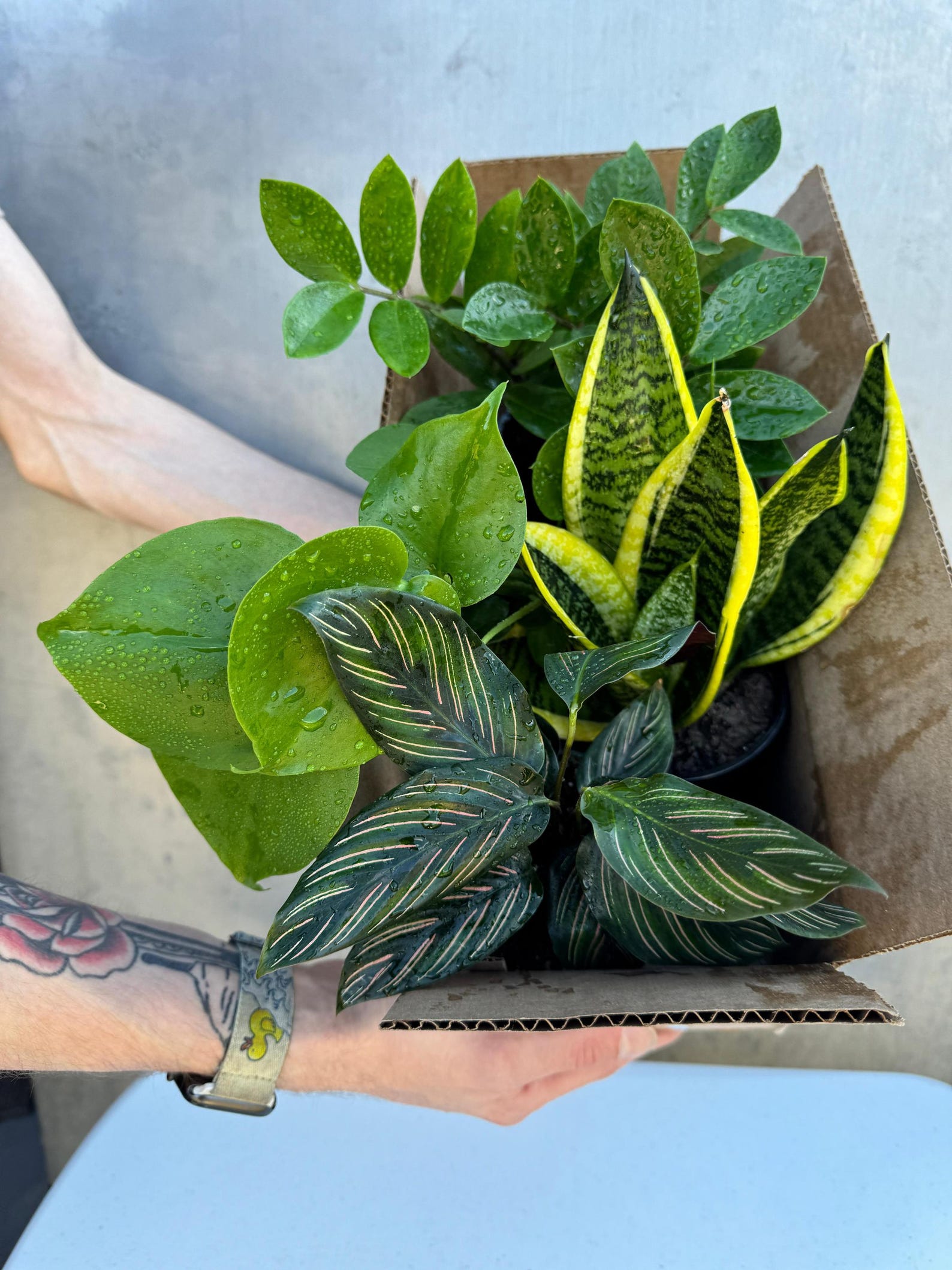 Live Indoor Plant Variety Pack in 4