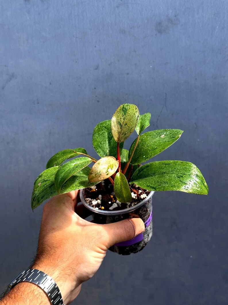 Philodendron Red Congo Variegated Live Plant - Dwarf Red Congo Indoor ...