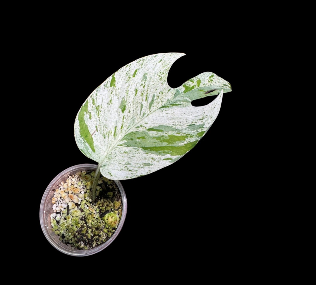 RARE Epipremnum Pinnatum Albo Variegated 1 Leaf Plant in a Nursery Pot ...