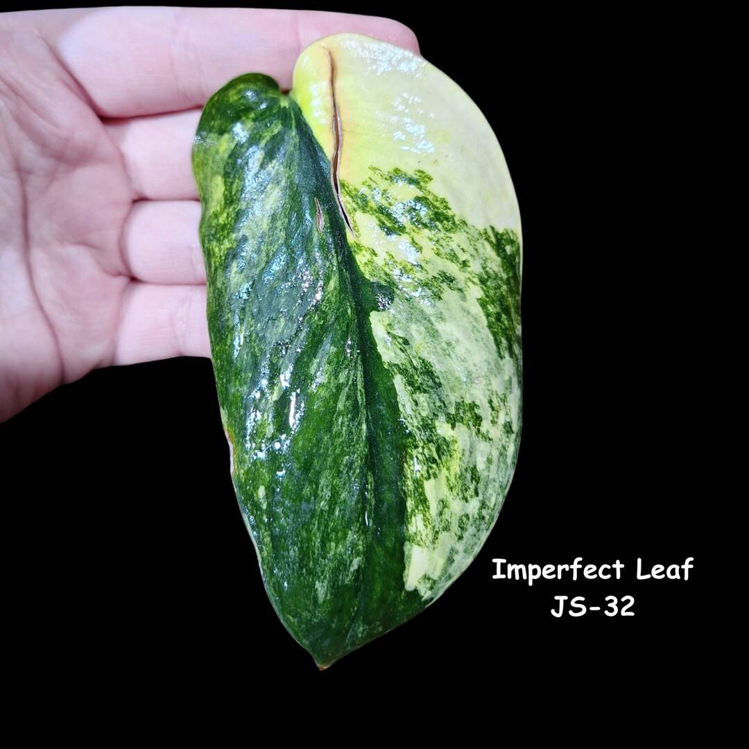 Scindapsus Jade Satin Variegated | Variegated Scindapsus Cutting | SAME ...