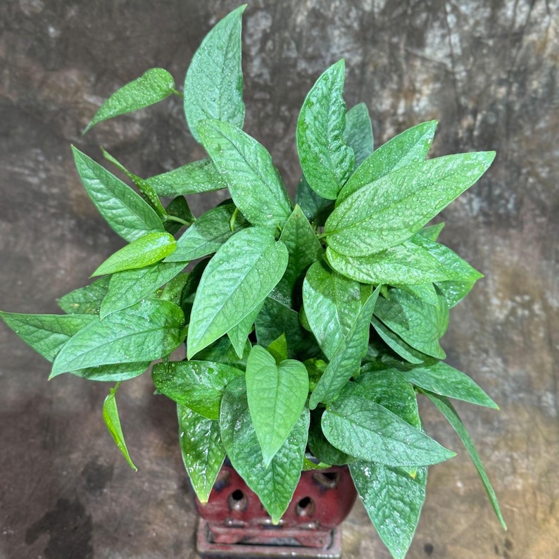 Cebu Blue Pothos in a 6" Nursery Pot | Epipremnum Pinnatum Vining Plant ...