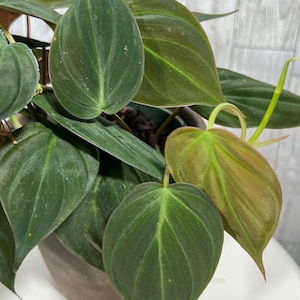 Philodendron Micans Velvet 4" Pot - Velvet Leaf - Heartleaf ...