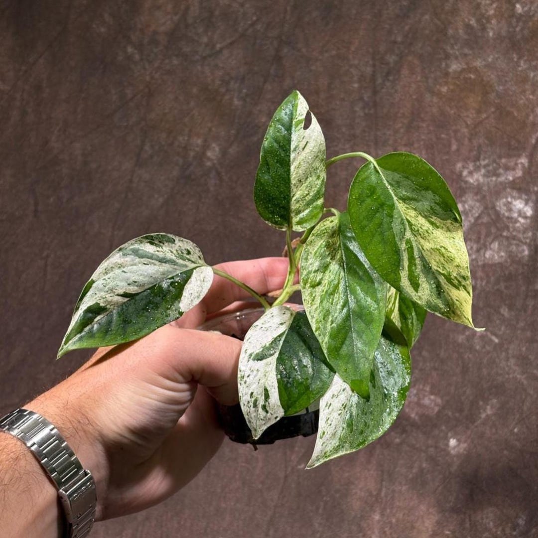RARE Epipremnum Pinnatum Albo Variegated Plant in a Nursery Pot - Very ...