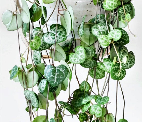 String of Heart Unrooted 2 Cuttings Beautiful Indoor - Etsy