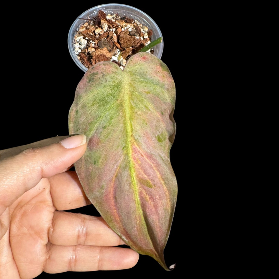 Rare Variegated Philodendron Mican Mint in a Nursery Pot High ...