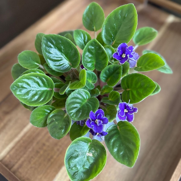 Blue Violet - Etsy