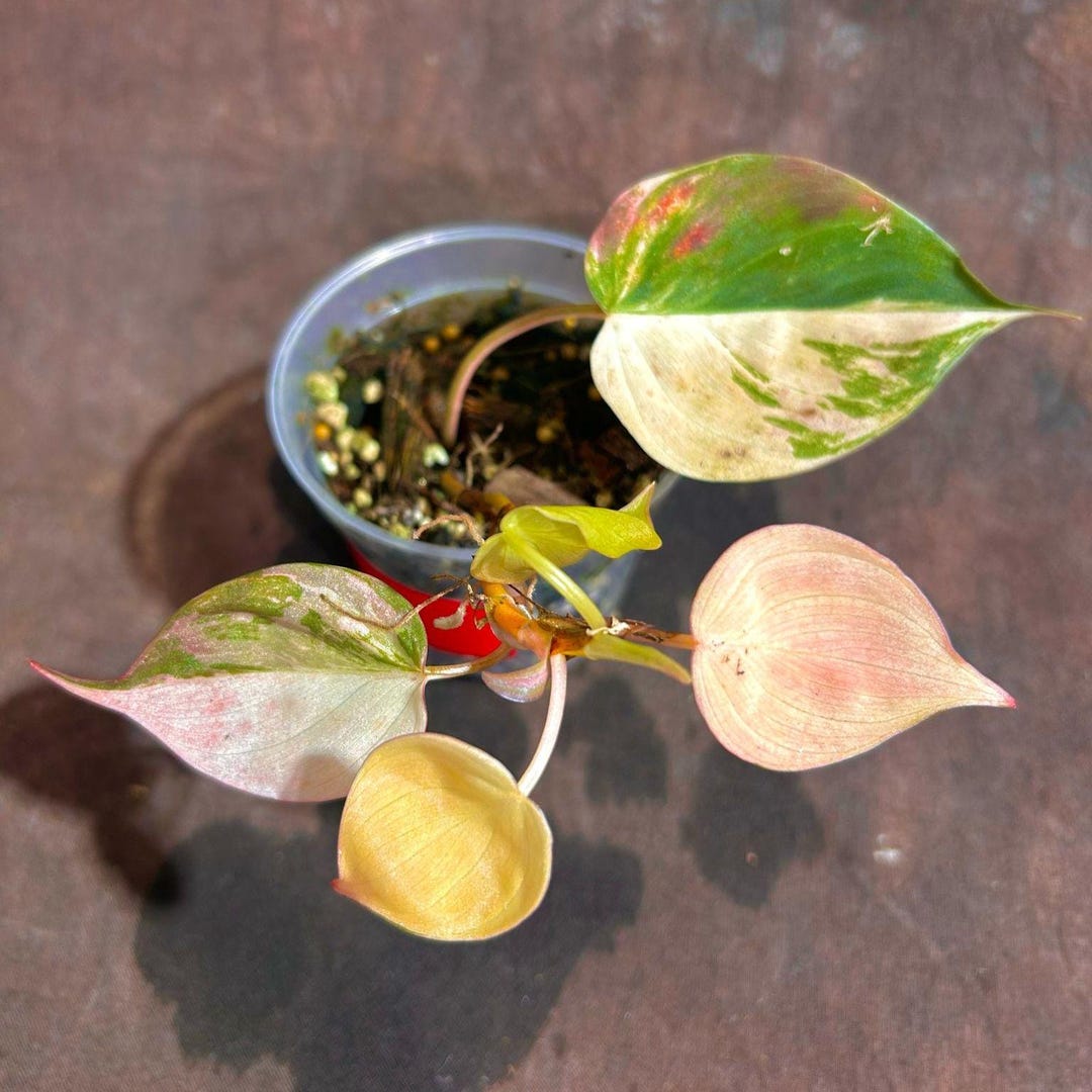 Rare Variegated Philodendron Mican Pink Mature Plant in a Nursery Pot ...