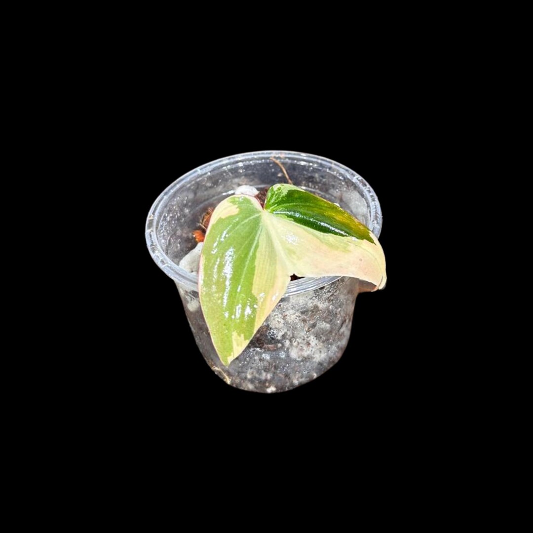 Rare Variegated Philodendron Mican Aurea in a Nursery Pot - High ...